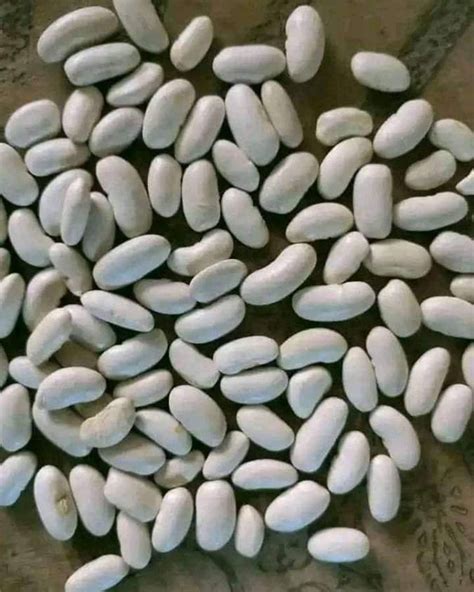 واحد العراق لاصحاب الخبرة هذا فستق ام لوز