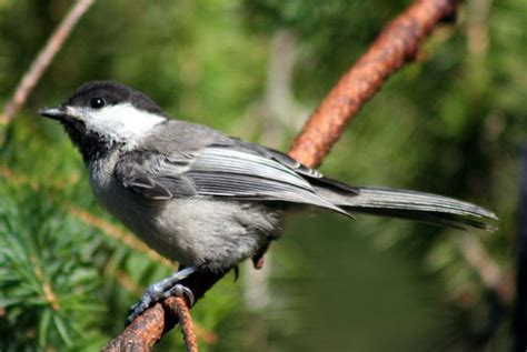 A PCIe Coral TPU FINALLY Works On Raspberry Pi Jeff Geerling