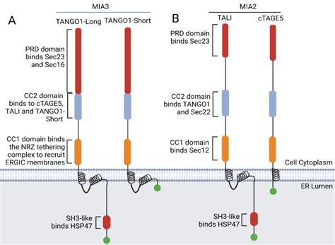 Fibrosis Journal SCIEPublish