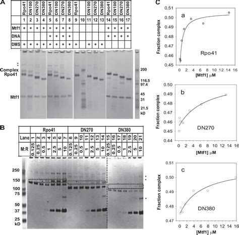 Figure 6 From The N Terminal Domain Of The Yeast Mitochondrial Rna