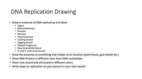 Dna Replication Drawing At PaintingValley Com Explore Collection Of Dna Replication Drawing