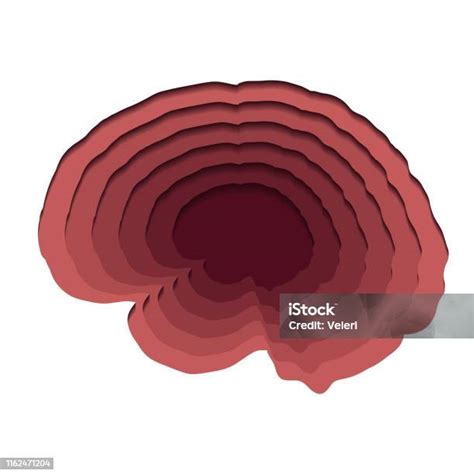 흰색 배경에 종이에서 잘라 계층화 인간의 두뇌 종이 컷 종이 접기 벡터 3d 일러스트레이션 개념에 대한 스톡 벡터 아트 및 기타 이미지 Istock