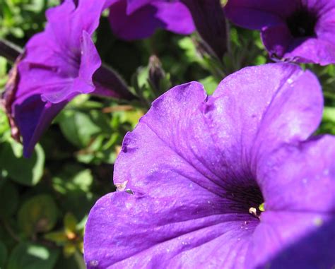 Purple Garden Flowers By Sataikasia On Deviantart