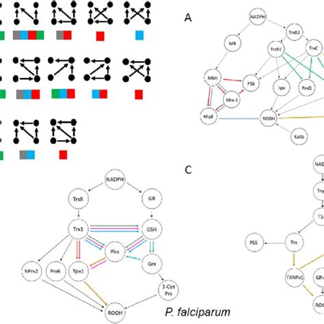 Identification Of 4 Node Motifs In Pathogen Thiol Networks Motif