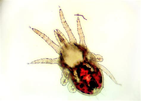 Chicken Mites And Northern Fowl Mites Controlling Infestations