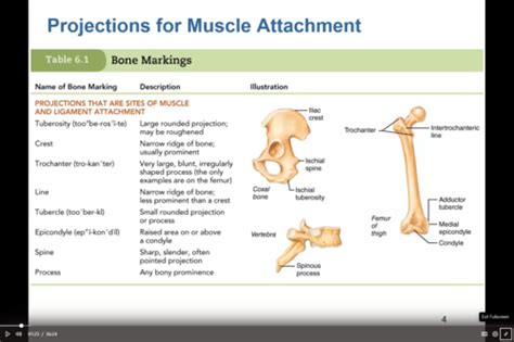 Anatomy Lecture 4 P2 Appendicular Skeleton Flashcards Quizlet