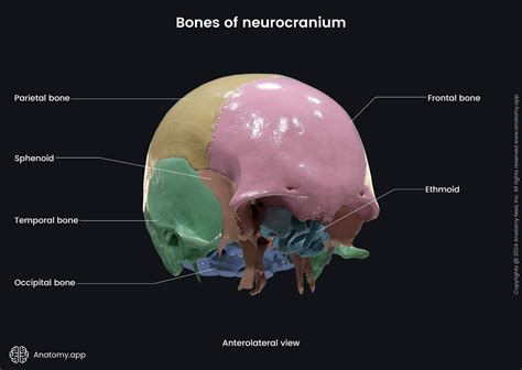 Bones Of Neurocranium Media Library Anatomy App Learn Anatomy 3d Models Articles And