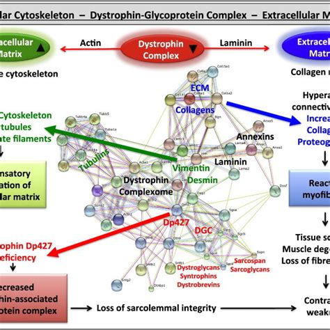 Organization Of The Dystrophin Glycoprotein Complex Download
