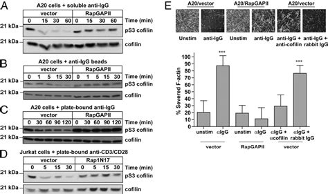Figure 4 From Cofilin Mediated F Actin Severing Is Regulated By The Rap