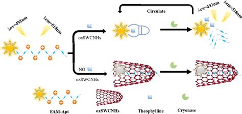 A Novel Fluorescent Aptasensor For The Detection Of Theophylline Based