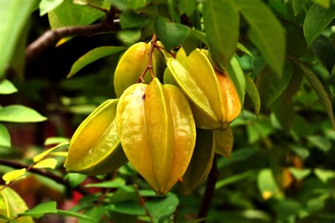 La Asombrosa Carambola Y Sus Beneficios Para La Salud