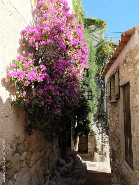 Fotografia Do Stock 프랑스 남부의 중세도시인 에즈빌리지에서 직은 아름다운 선인장꽃과 덩굴식물의 꽃 사진입니다 중세시대 황토색 벽돌 건물을 타고 아름답게