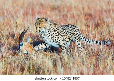 Leopard Hunt Gazelle