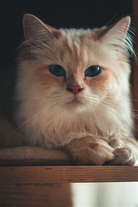 Gambarvidiobluemelayupancutkatmuka Photos Download The Best Free