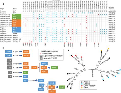 polymorphisms and amino acid substitutions in the coding region of vgsc
