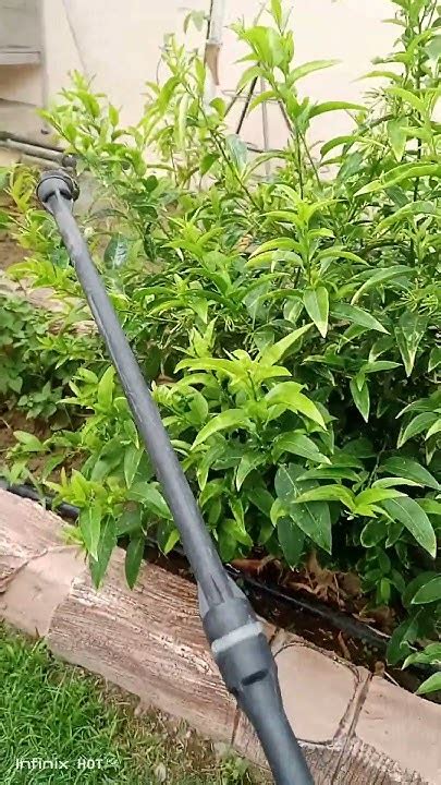 رات کی رانی پہ مرض ملکہ لیل Youtube