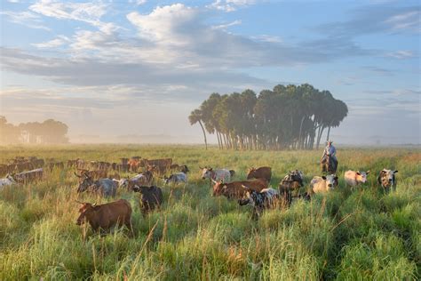 Cattle Farms In Florida