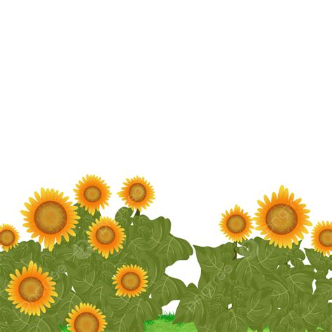 รูปอุทยานดอกทานตะวันในปาปัวนิวกินี Png ดอกทานตะวัน ดอกทานตะวัน Png สวนภาพ Png และ Psd สำหรับ