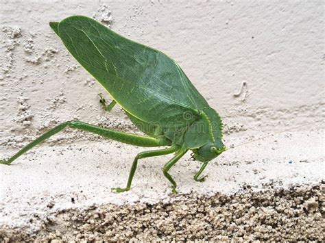 Close Up Leaf Bug Bicho Folha Or Leaf Bug Phyllium Siccifolium Stock Image Image Of