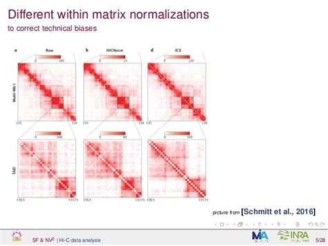 Investigating The 3d Structure Of The Genome With Hi C Data Analysis