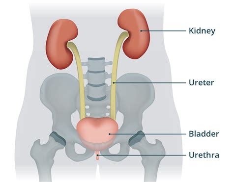 Urinary System THE URINARY SYSTEM MALE REPRODUCTIVE SYSTEM FEMALE