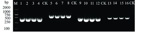 Rt Pcr Test Results Of Inoculated Tobacco M Trans2k1 Dna Marker Ck Download Scientific