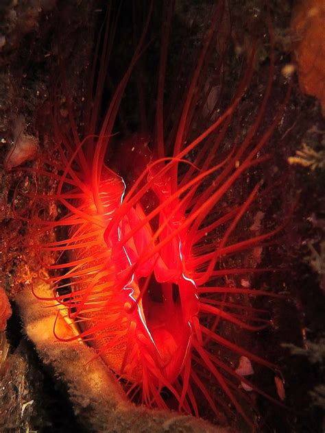 Electric Clam Aka Disco Clam Fire Clam Flame Scallop Etc Ctenoides Ales Photo By