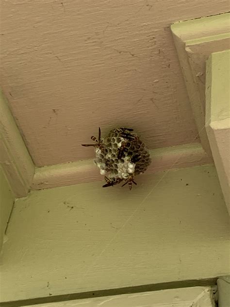 Theres Literally A Wasps Nest In My Attic R TheMagnusArchives
