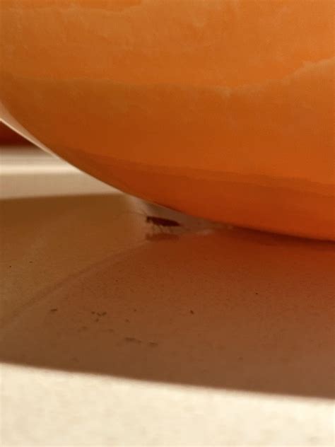 Cockroach Looking Thing 🧐 Rbugidentification