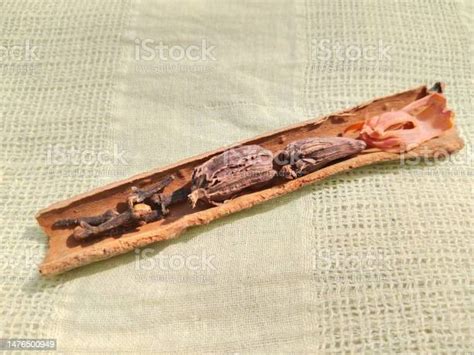 계피 스틱 정향 및 검은 카 다몬 은 노란색 천 배경에 격리되어 있습니다 공간 복사 텍스트 배치 건조한에 대한 스톡 사진 및 기타 이미지 Istock