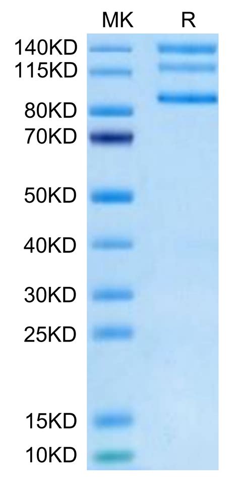 Biotinylated Human Integrin Alpha V Beta 8 Itgavanditgb8 Heterodimer