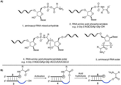 Scheme 1 A Chemical Structures Of Rna Amino Acid Hybrid Compounds