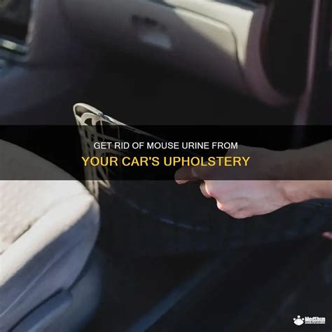 Get Rid Of Mouse Urine From Your Cars Upholstery Medshun