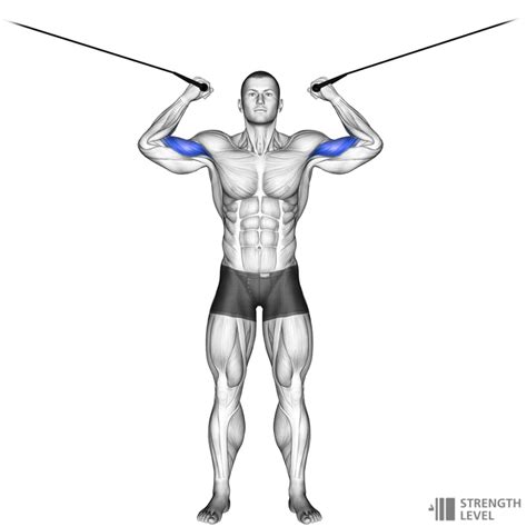Ejecución De Curl En Polea Alta Estándares Para Hombres Y Mujeres Kg