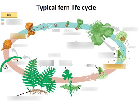 Fern Life Cycle Phylum Pterophyta Diagram Quizlet