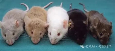 研究小鼠悬尾实验受样本品系、性别和转基因的影响 知乎