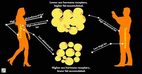 How Is Body Fat Symmetrically Distributed In The Human Body