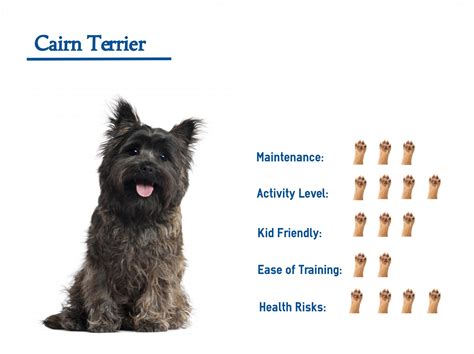 Cairn Terrier Mix Col Potter Cairn Rescue Network