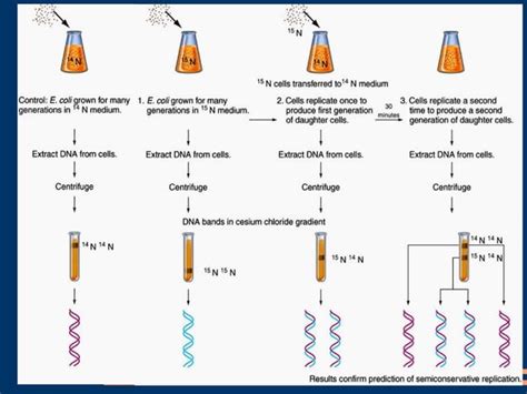 Types Of Dna Replication And Semi Conservative Replication Ee Pptx
