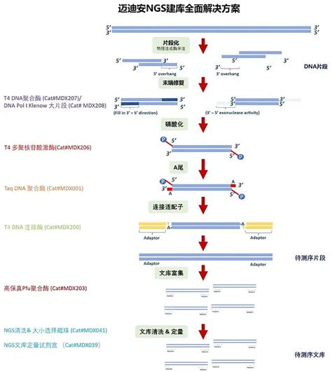 Ngs的现状、发展及新一代建库解决方案 基因测序技术ngs是一种革命性的dna或rna测序技术，通过建库、测序和数据分析几个步骤能够在相对较短的时间内、同时测序 雪球