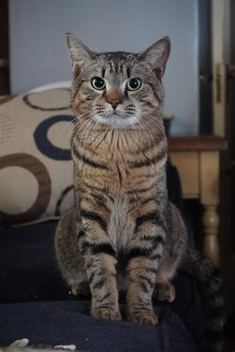 Standard Issue Cat At Ease Standardissuecat