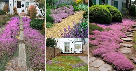 15 Creeping Thyme Lawn Ideas Balcony Garden Web