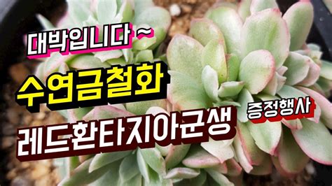 인천다육 신상다육이 많이 들어왔습니다 써비스 증정 행사합니다 수연금철화레드환타지아인천다육도매다육이싼집신상다육세일화분세일국민다육천원다육다육이름다육가격