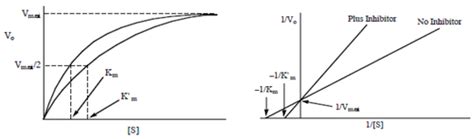 BioChem Lab Final MEW Flashcards Quizlet
