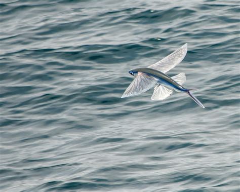 Ca Marine Species Portal