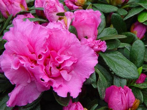 Renato Azalea Di Gand