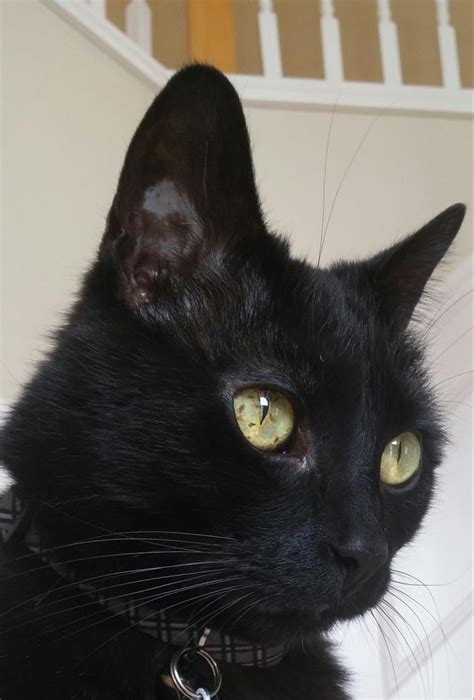Iris Melanosis Cat Forum
