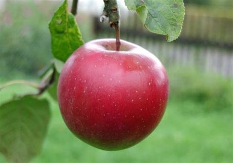 Купить саженцы плодовых деревьев из питомника "КСП" – доставка почтой, СДЭК