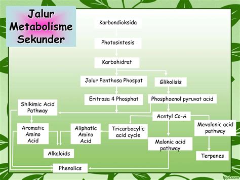 Pertemuan Ke 14 Metabolit Sekunder An Metabolit Primer Jalur