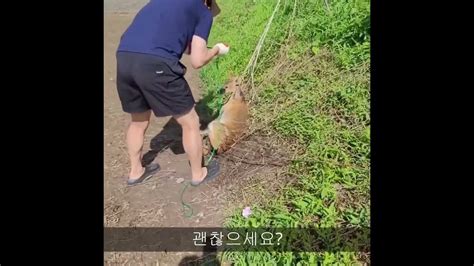 승리네 Vlog 고라니를 구해라ㅣ농장 그물막에 걸린 야생 고라니 Youtube